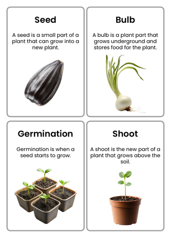 Plants Vocabulary Flashcards | Year 2 Science | Key Vocabulary and ...
