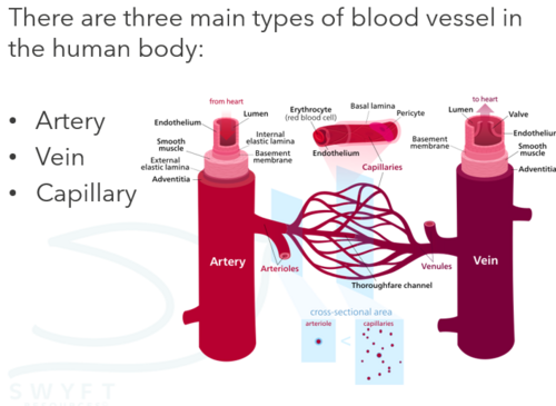 NEW WJEC (2026) GCSE Science - Blood Vessels | Teaching Resources