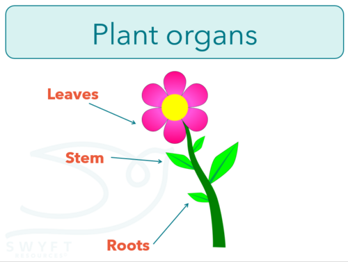 NEW WJEC (2026) GCSE Science - Plant tissues and organs | Teaching ...