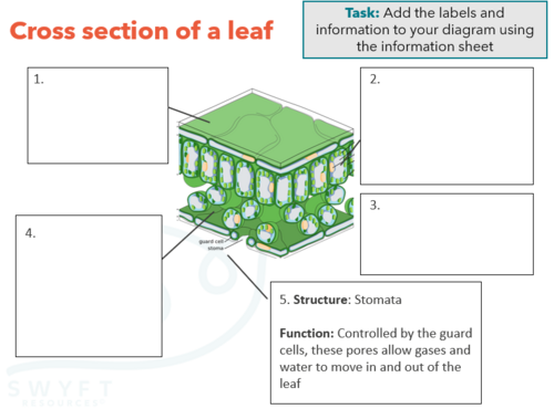 NEW WJEC (2026) GCSE Science - Plant tissues and organs | Teaching ...