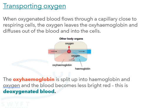 NEW WJEC (2026) GCSE Science - The blood | Teaching Resources