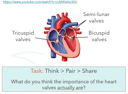 NEW WJEC (2026) GCSE Science - The heart and the circulatory system ...