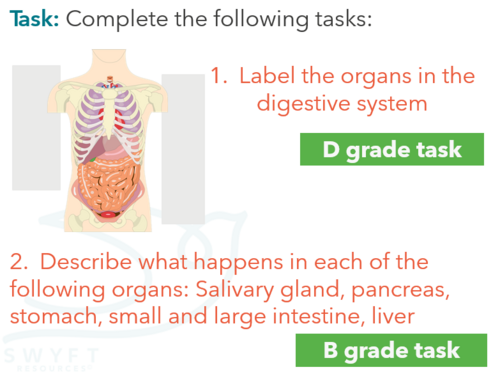NEW WJEC (2026) GCSE Science - The digestive system | Teaching Resources