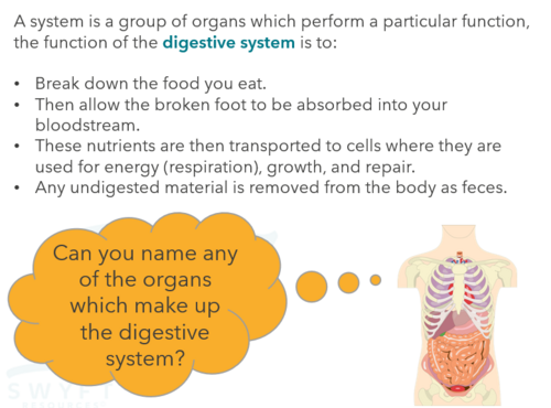 NEW WJEC (2026) GCSE Science - The digestive system | Teaching Resources
