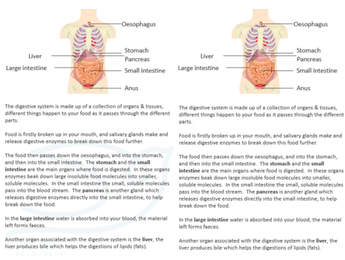 NEW WJEC (2026) GCSE Science - The digestive system | Teaching Resources