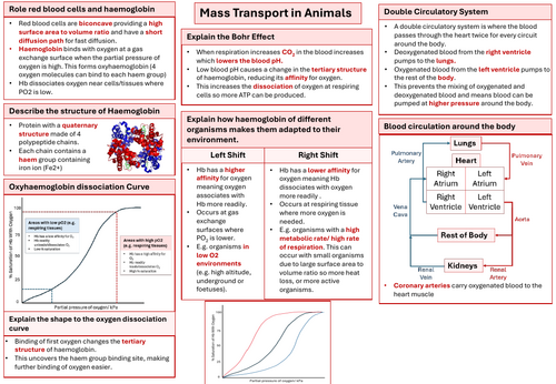 Mass Transport in Animals Revision Notes and Activity Mat | Teaching ...
