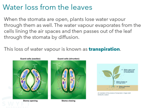 NEW WJEC (2026) GCSE Science - Transpiration | Teaching Resources