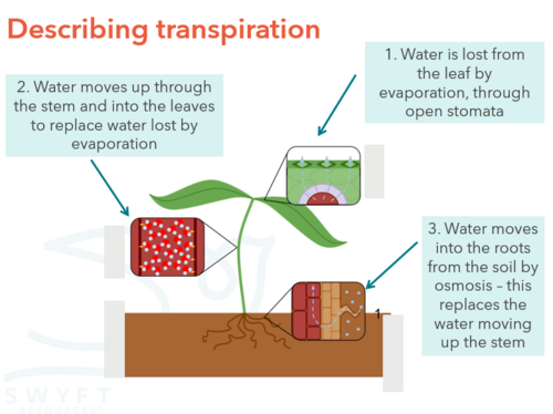 NEW WJEC (2026) GCSE Science - Transpiration | Teaching Resources