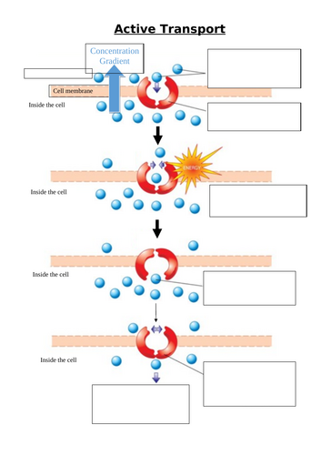 AQA GCSE Biology - B1 - Active Transport | Teaching Resources