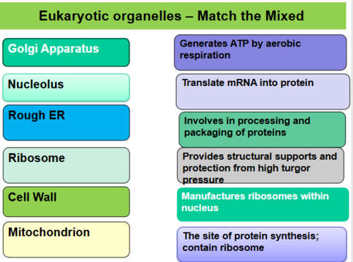 FREE Eukaryotic Organelles Match-Up Worksheet | Teaching Resources