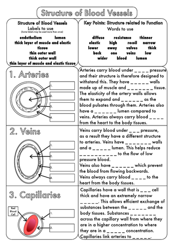 Circulatory System-Blood Vessels | Teaching Resources