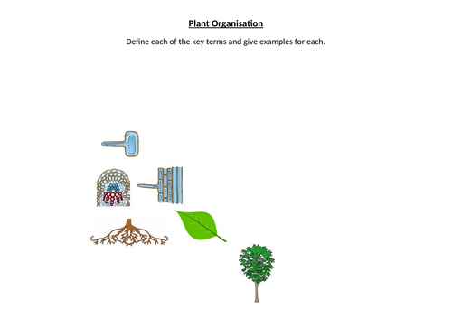 AQA GCSE Biology - B4 - Plant Organisation | Teaching Resources