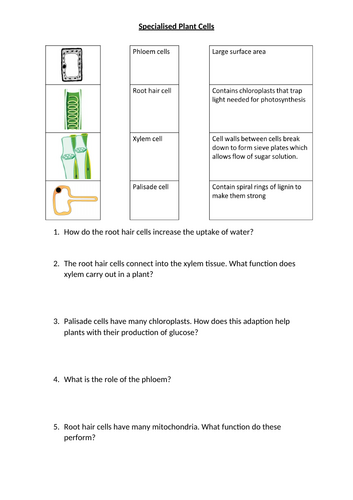 AQA GCSE Biology - B4 - Plant Organisation | Teaching Resources