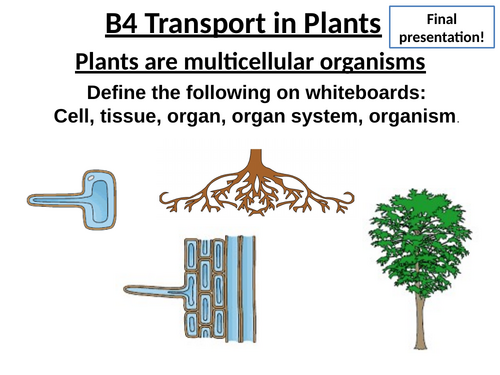 AQA GCSE Biology - B4 - Plant Organisation | Teaching Resources