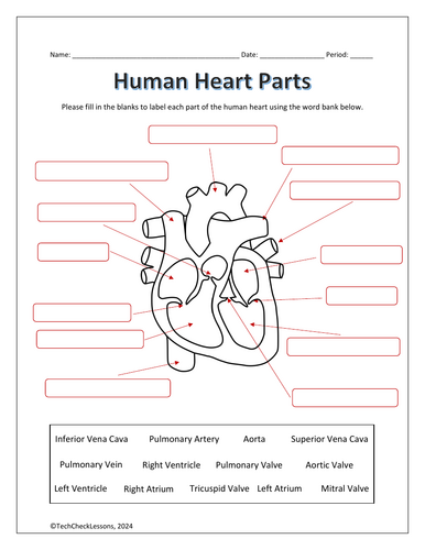 Human Heart Parts and Blood Flow Labeling Worksheets - Diagram + Vocab ...