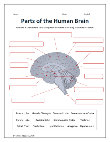 Brain Parts and Functions Labeling Diagram Worksheet + Vocab Quiz ...