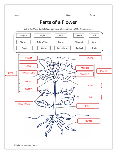Parts of a Flower Labeling Science Worksheet | Teaching Resources