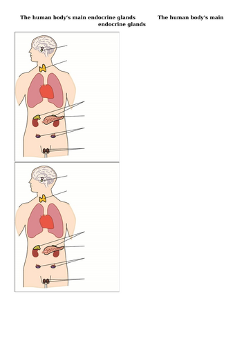 GCSE AQA Biology Homeostasis: Endocrine System & Hormone Signalling ...