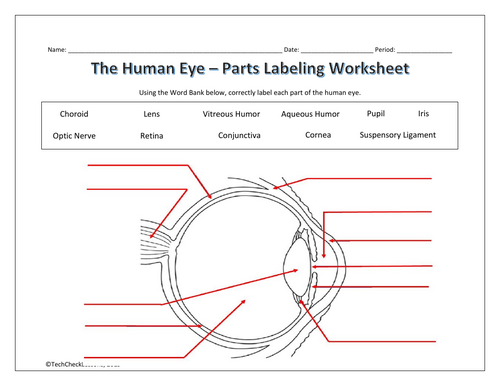 Human Eye & Ear Diagram Labeling Worksheet - Science | Biology ...