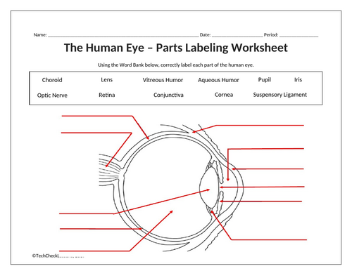 Human Eye & Ear Diagram Labeling Worksheet - Science | Biology ...