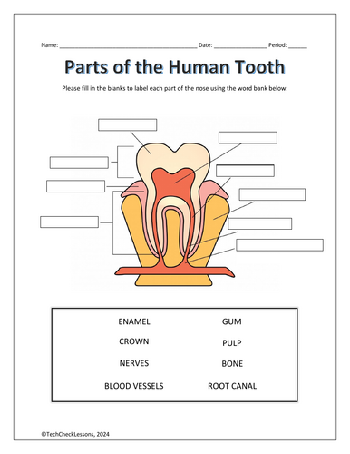 Human Tooth Parts & Functions - Editable Labeling Diagram Worksheet ...