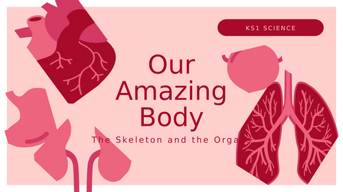 KS1 Amazing Bodies (Skeleton and Organs) | Teaching Resources