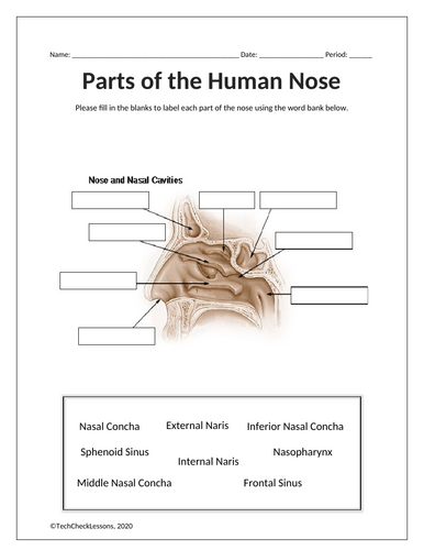Parts of the Nose Diagram Labeling Worksheet - Science | Teaching Resources