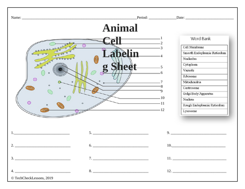 Animal Cell Labeling & Functions Worksheet - Science | Biology ...