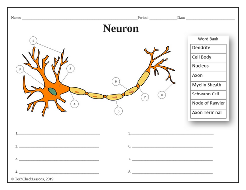 Neuron (Nerve Cell) Labeling & Functions Worksheet - Science | Biology ...