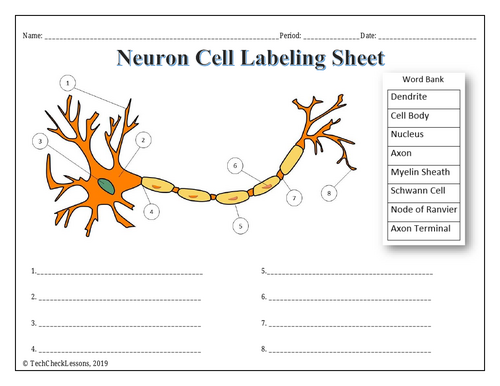 Neuron (Nerve Cell) Labeling & Functions Worksheet - Science | Biology ...