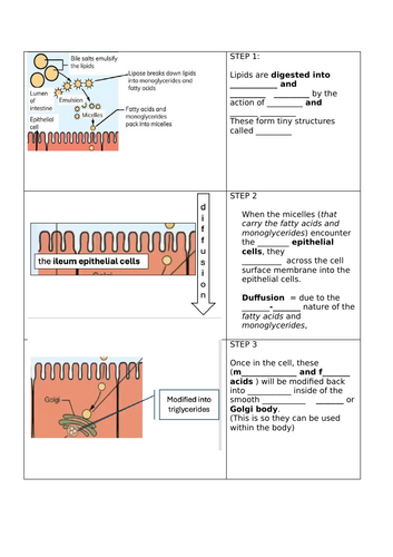Absorption of the products of digestion - AQA A-Level Biology ...