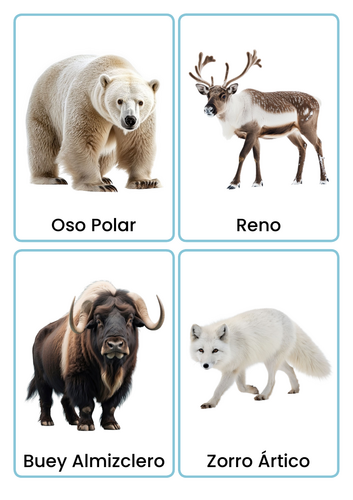 Spanish Polar Animlas Flashcards | Real Photo Vocabulary Cards ...
