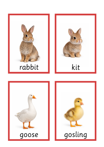 Farm Animals and Their Babies Flashcards, EYFS & KS1 Vocabulary Cards ...
