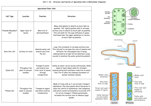 BTEC Applied Science Level 3 AAQ Biology Unit 1A: Structure and ...