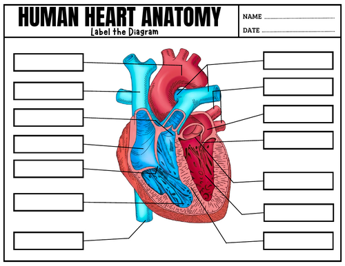 Human Heart Anatomy Worksheets - Label the Diagram & Science Activity ...