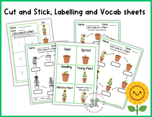 Plant Life Cycle Cut and Stick Labelling Activity Worksheets. KS1 ...