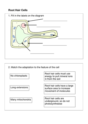 KS3 Plant Biology PPT on Roots with worksheet | Teaching Resources