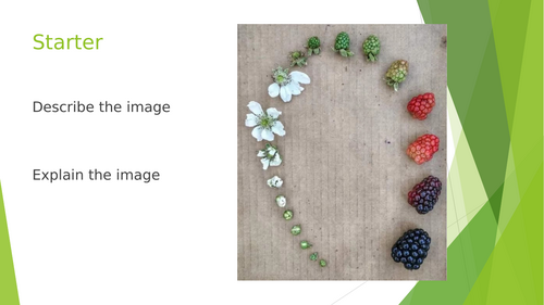 KS3 Seed Dispersal PPT and Presentation Task | Teaching Resources