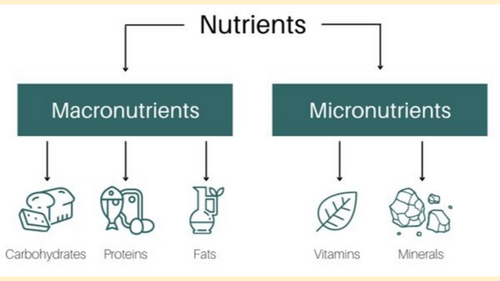 GCSE Food Preparation and Nutrition - macronutrients revision lesson ...