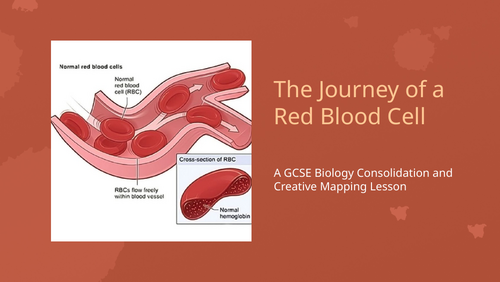 The Journey of a Red Blood Cell | GCSE Biology Circulatory System Recap ...