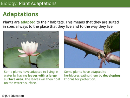 KS3 Biology: Plant Adaptations | Teaching Resources
