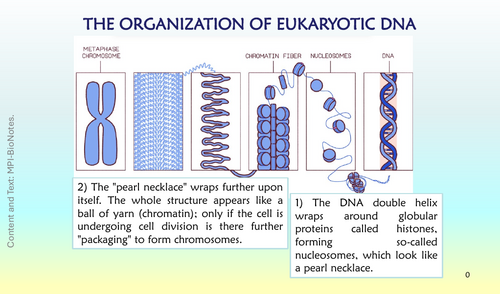 AP Biology/A-Level Biology: Cell Division Visual Slide Deck & Reference ...
