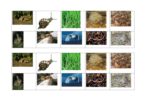 Food webs and food chains | Teaching Resources