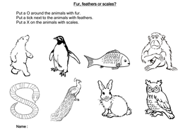 Animal worksheets by loretolady - Teaching Resources - Tes