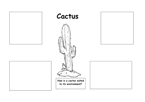 Cactus - suited to its environment. | Teaching Resources