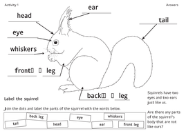 The red squirrel by NGfLCymru | Teaching Resources