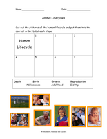 Life Cycles - Resources - TES