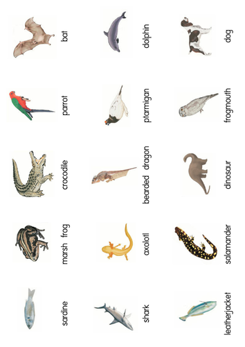Classification of Vertebrates Card Sort | Teaching Resources