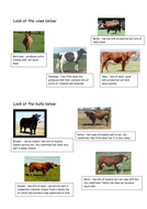 cows selective breeding | Teaching Resources
