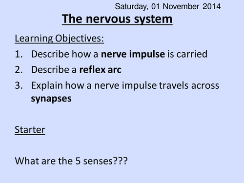 Nervous system & reflexes HT | Teaching Resources